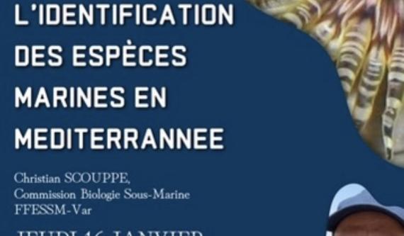 Comité départemental FFESSM du Var | Codep 83 FFESSM